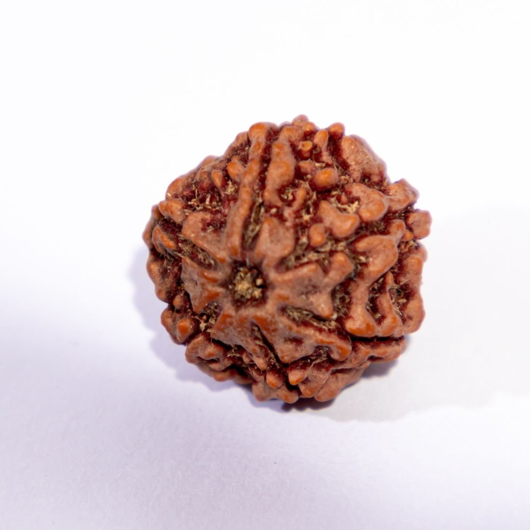 8 Mukhi Rudraksha – GeminiVastu